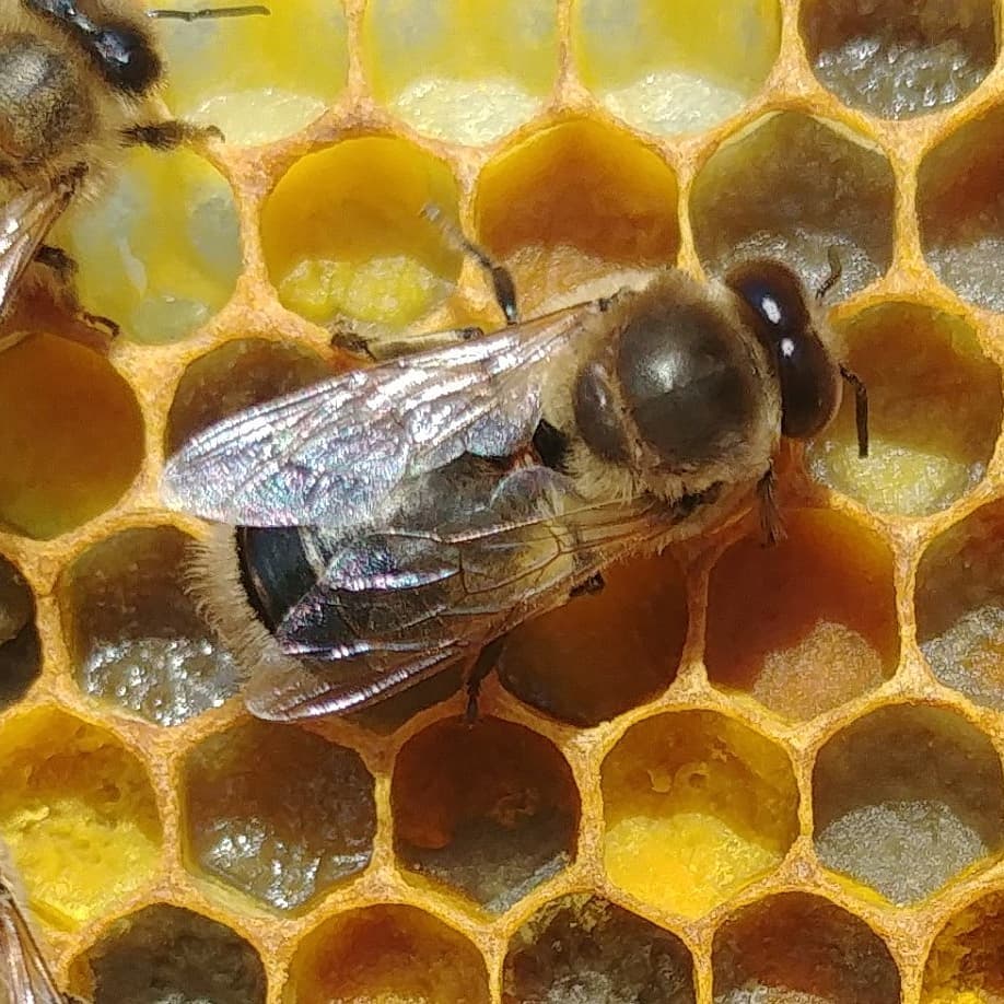 Queen Bees and Their Bee Family: A Fascinating World of Bees - The ...
